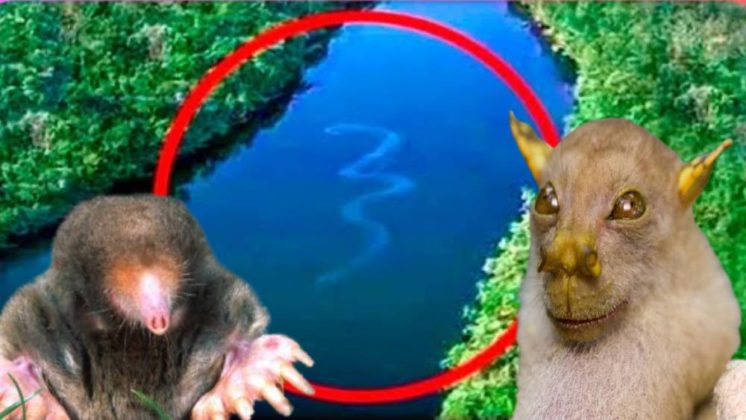 15 Animales Extraños Descubiertos en la Selva Amazónica - Virolico