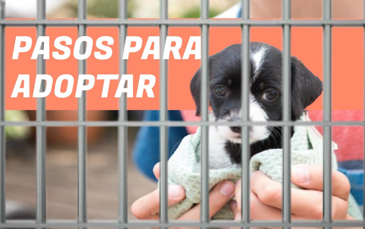 ¿Dónde y Cómo Adoptar a un Perro? - Requisitos y Recomendaciones